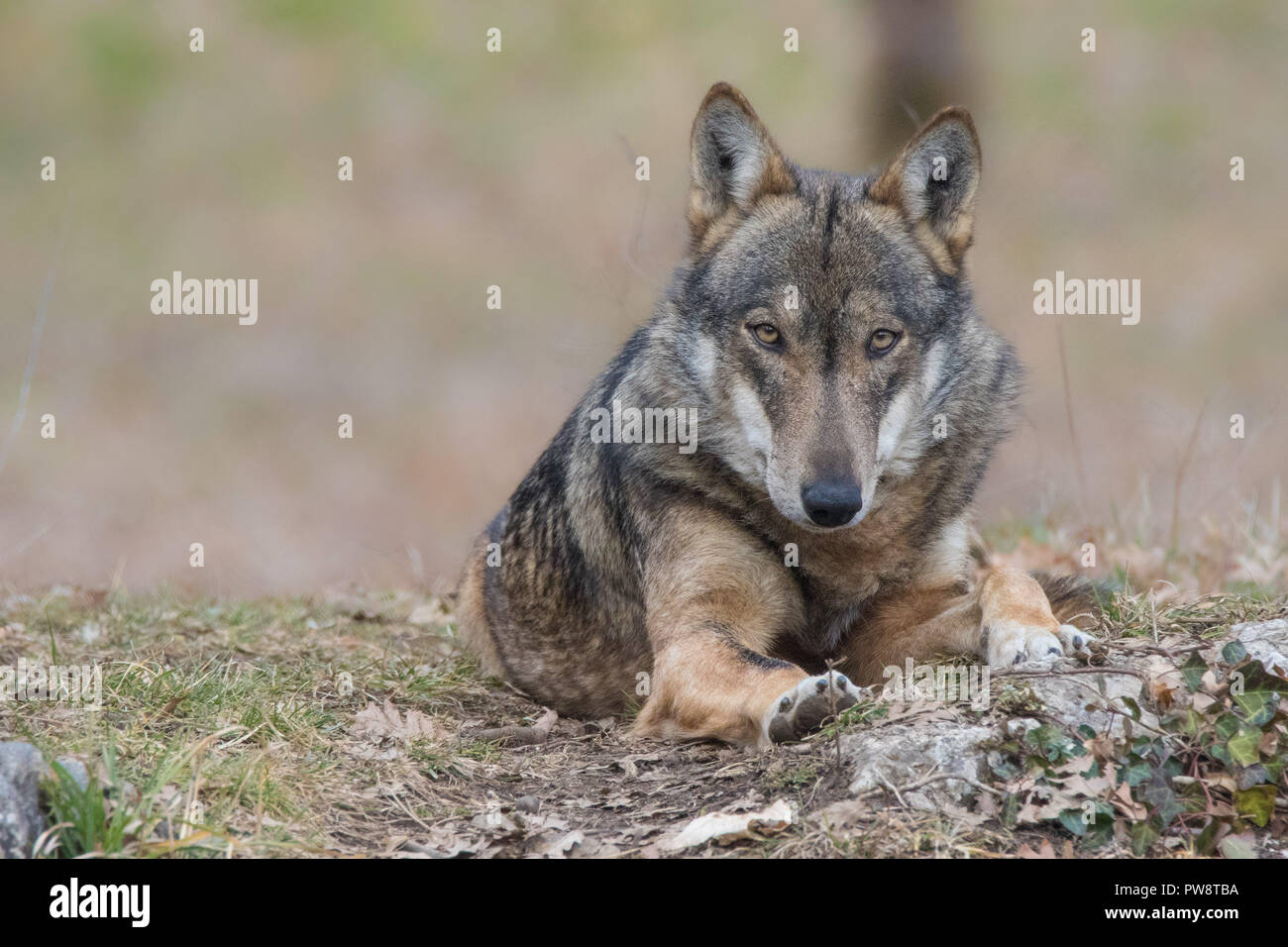 wolves in nature Stock Photo - Alamy