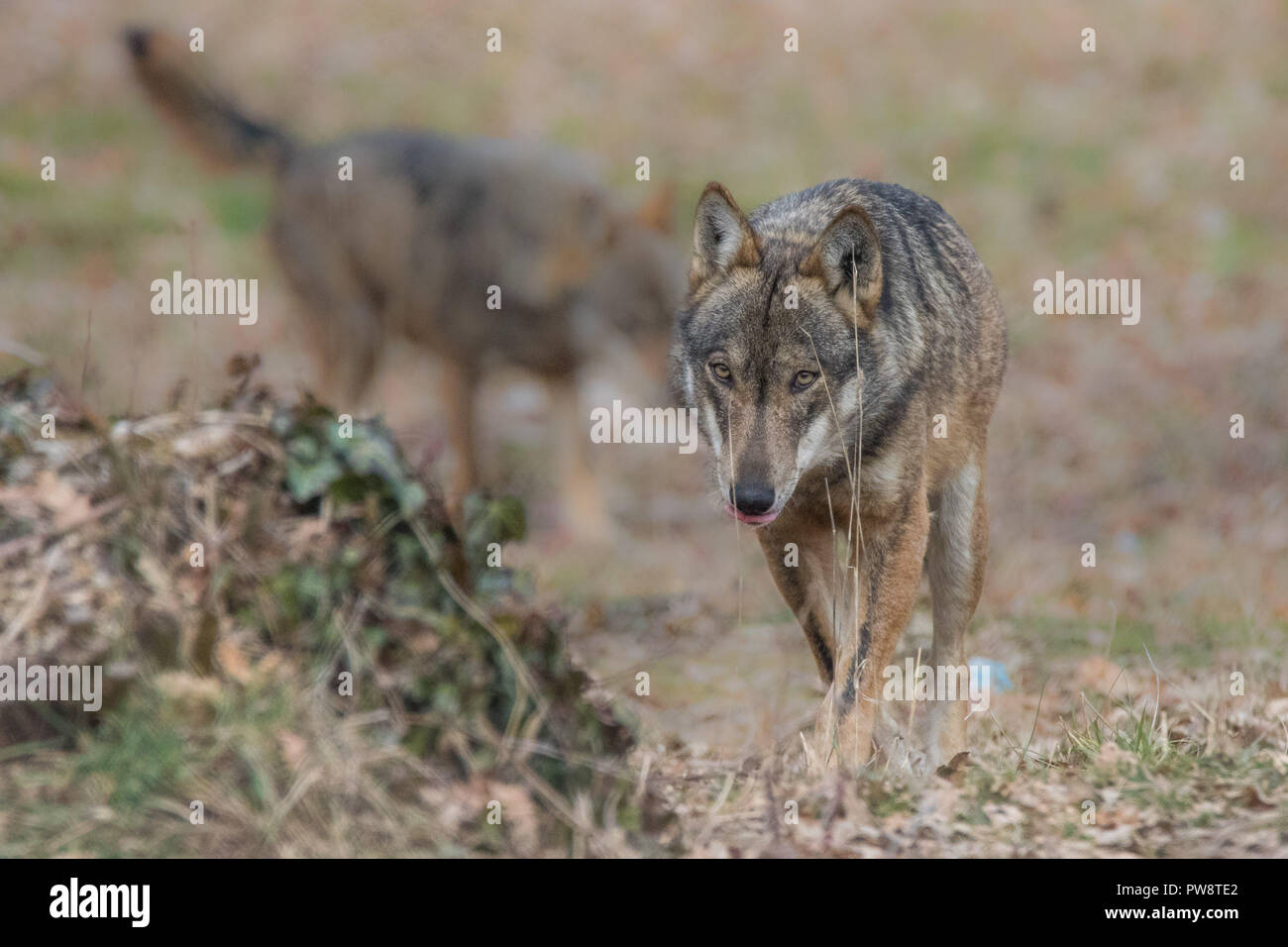 wolves in nature Stock Photo - Alamy