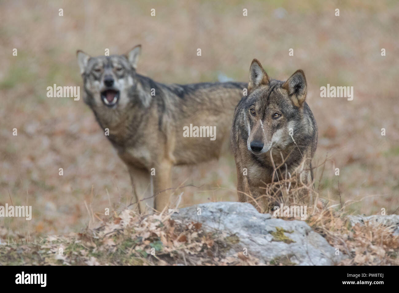 Sunrise with wolves hi-res stock photography and images - Alamy