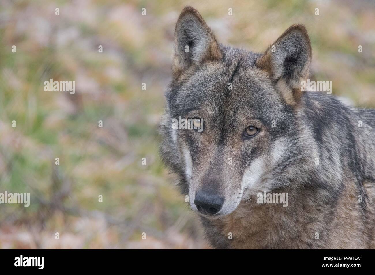 Wolf pack hi-res stock photography and images - Alamy