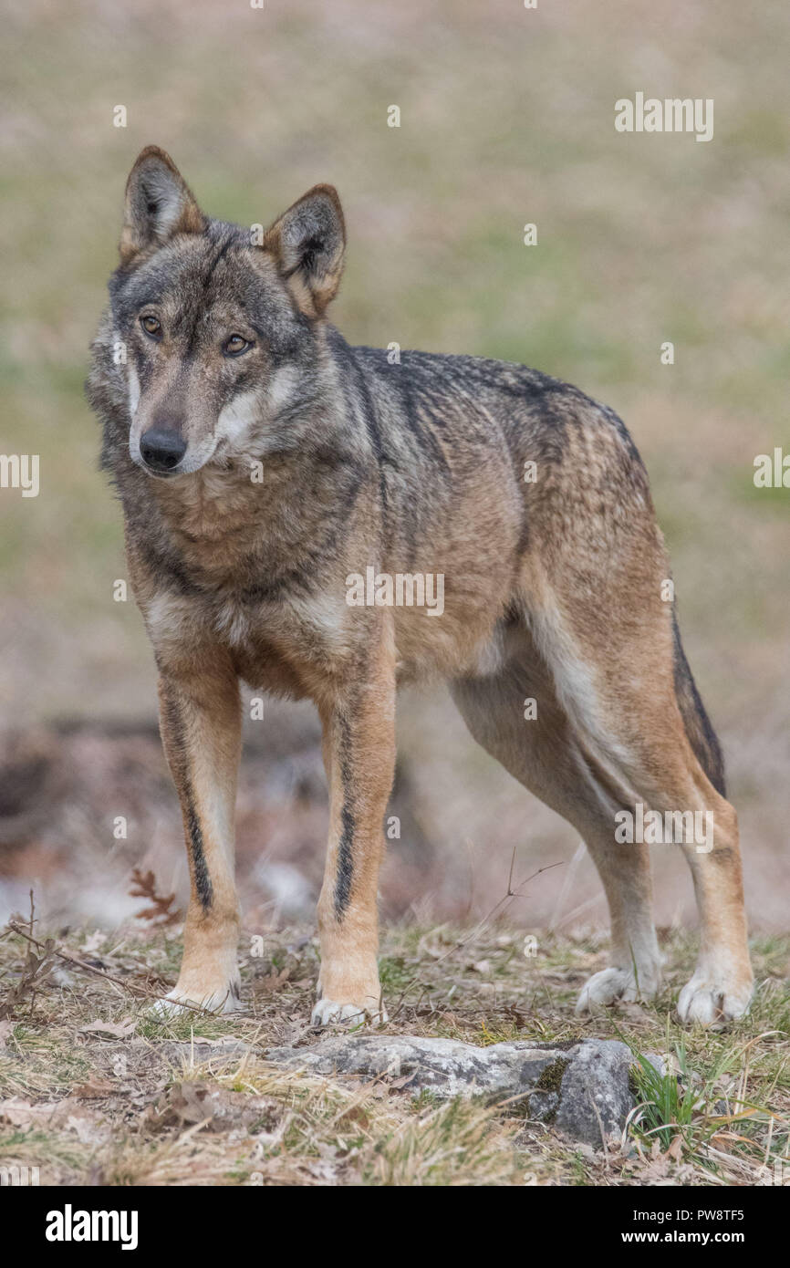 Livewithwolves hi-res stock photography and images - Alamy