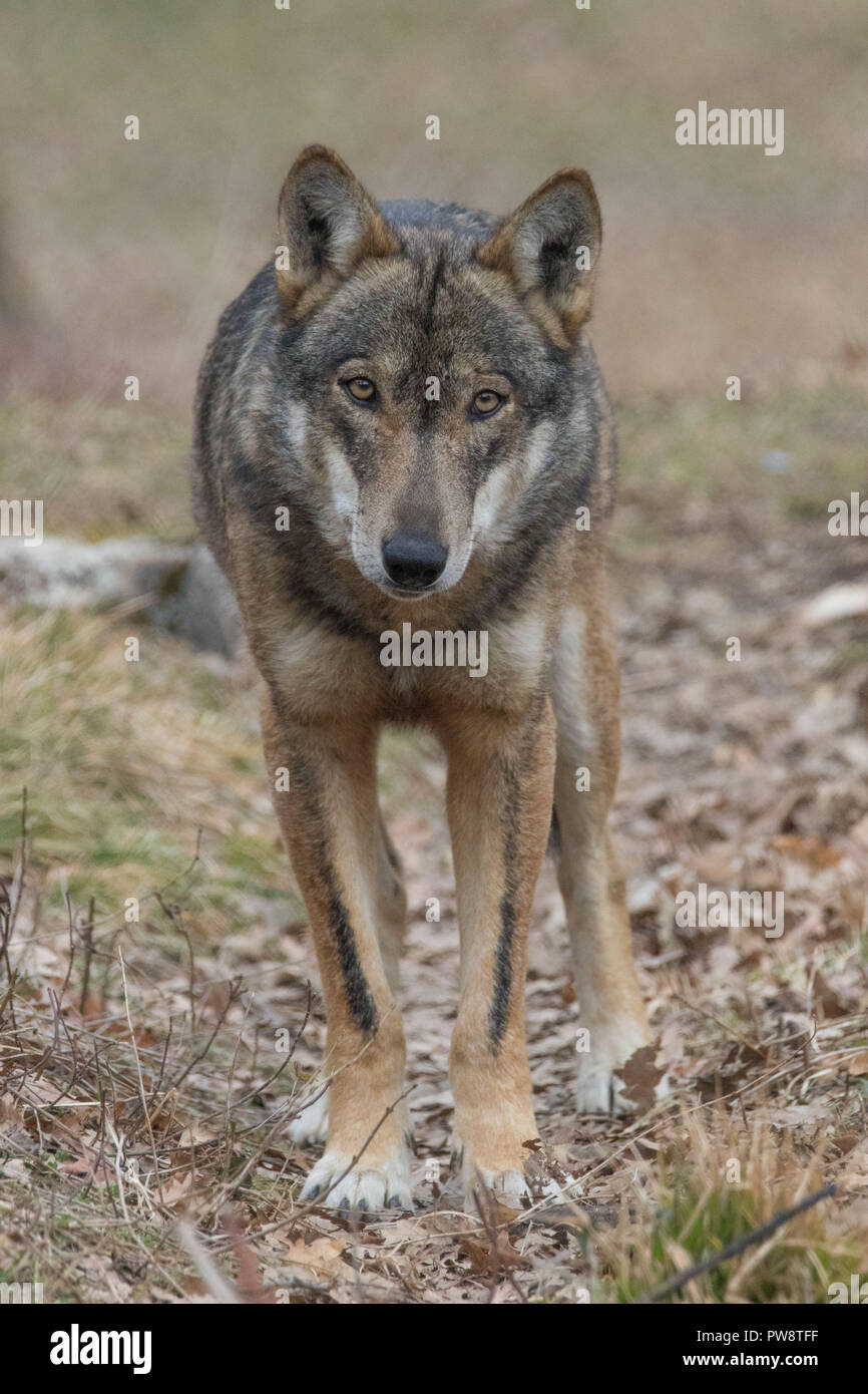 Wolves nature hi-res stock photography and images - Alamy