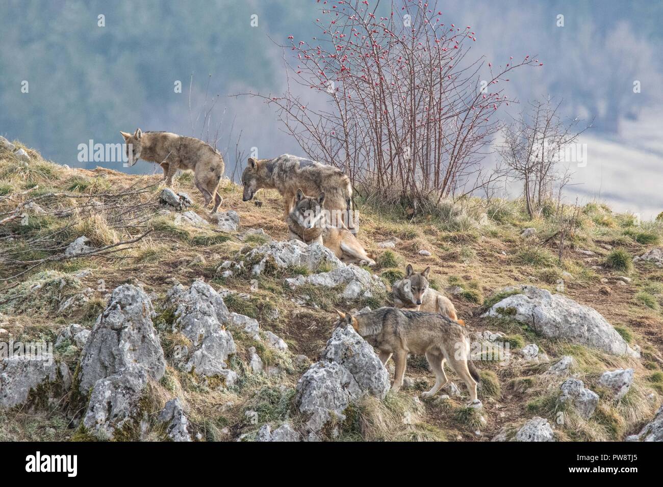 Wolves nature hi-res stock photography and images - Alamy