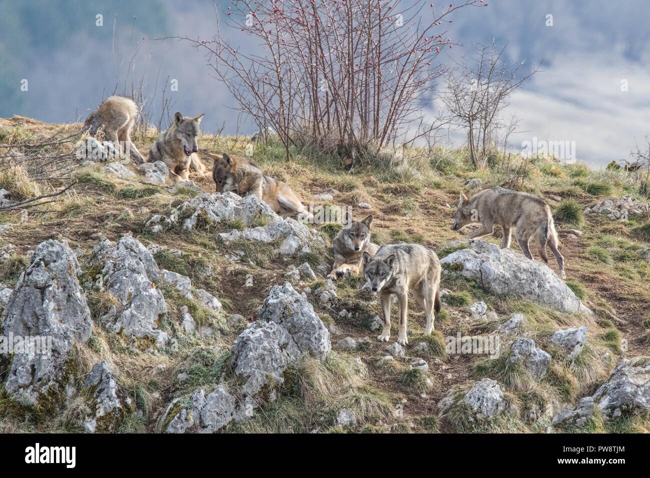 Wolves hi-res stock photography and images - Alamy