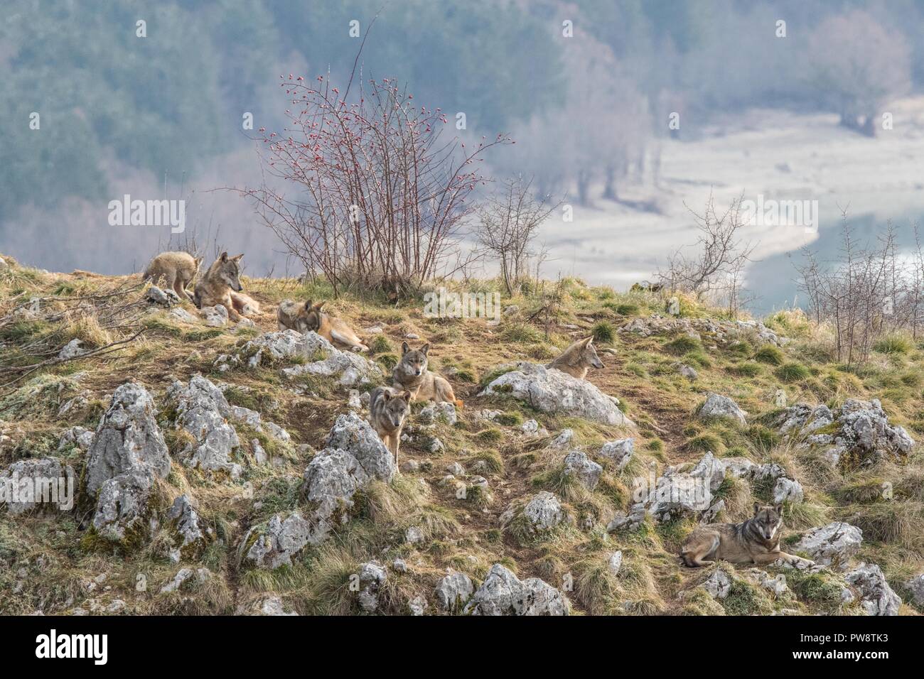 Wolves in nature Stock Photo - Alamy