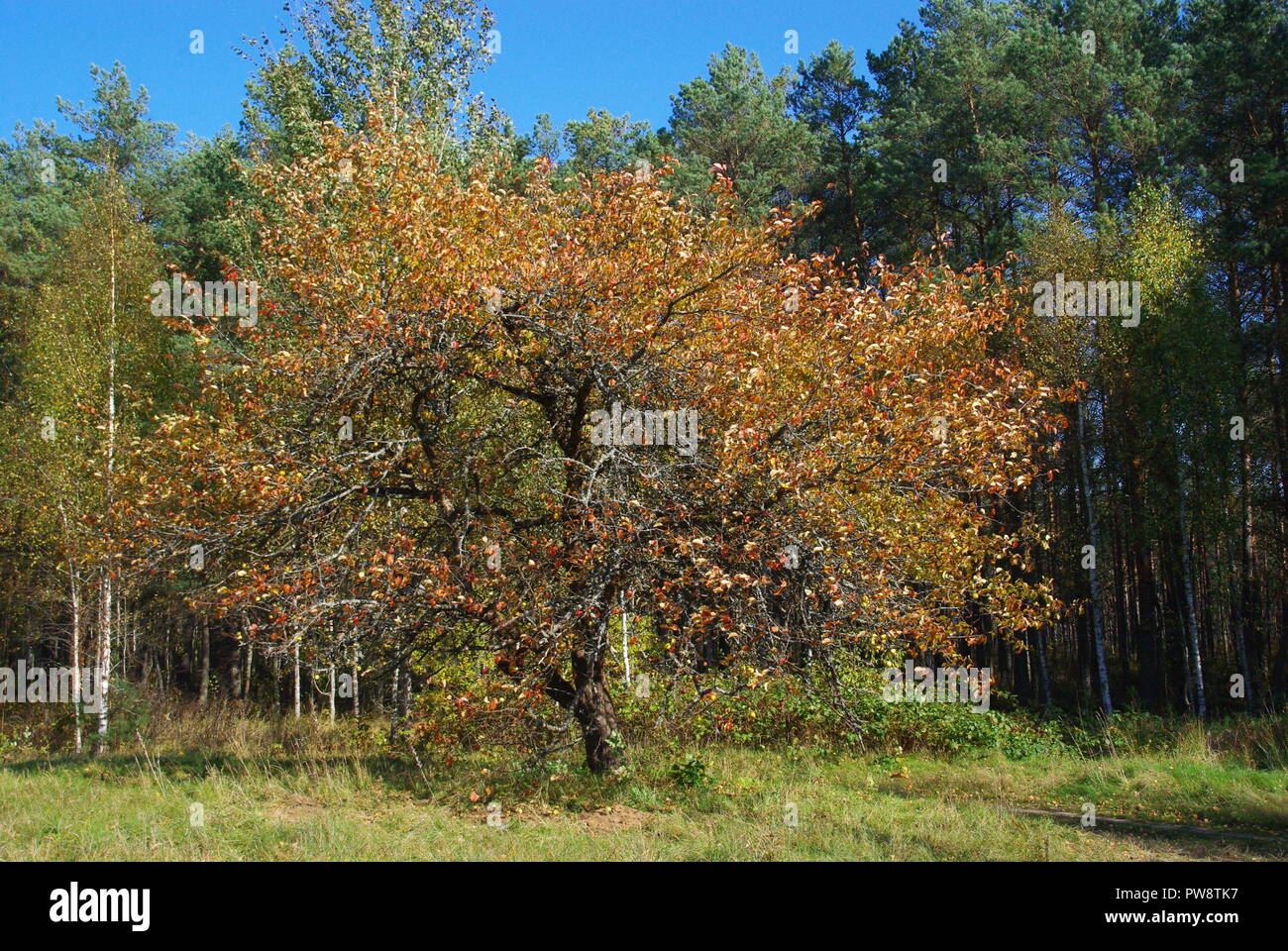 Apple tree autumn hi-res stock photography and images - Alamy