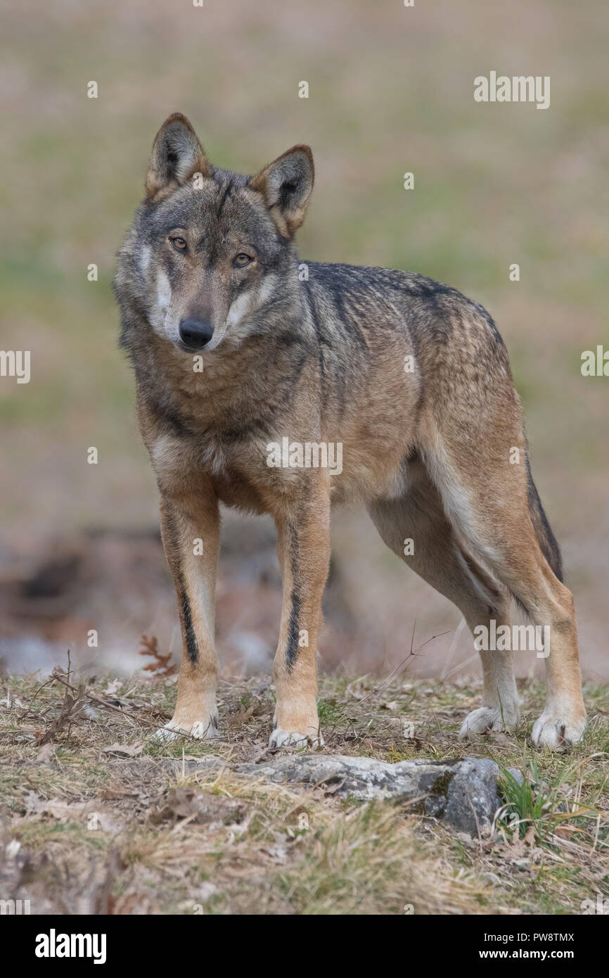 wolf in nature Stock Photo - Alamy