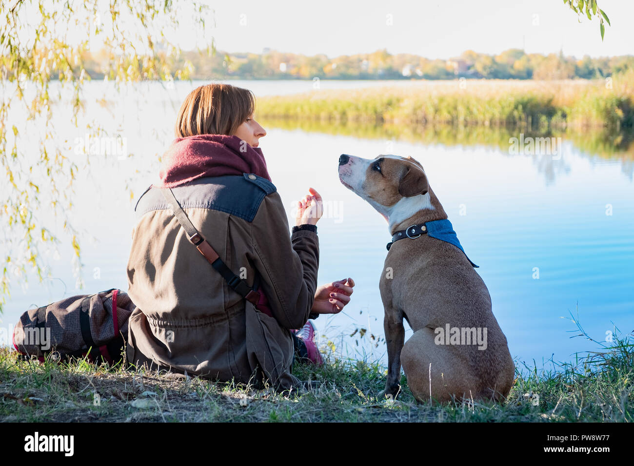 Human communicating with dog. Young dog sits and listens to her female ...