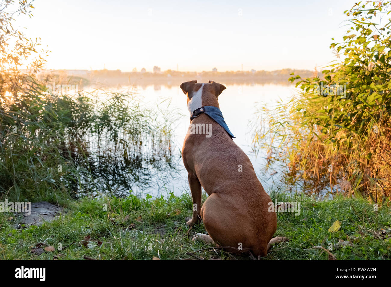 Dog sits near lake. Beautiful sunset at riverbank with a dog looking at ...