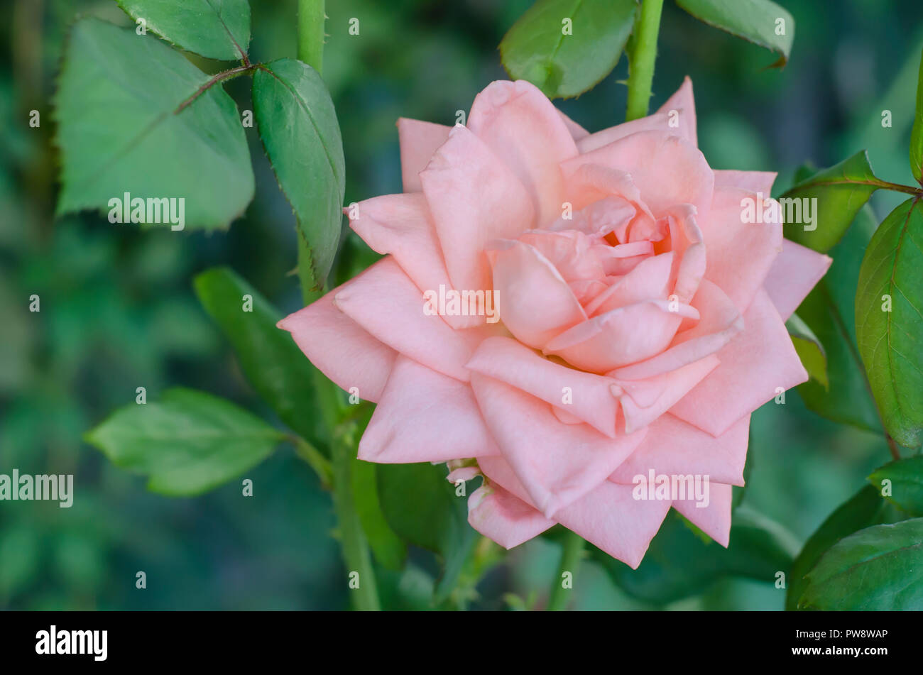 Single peach rose hi-res stock photography and images - Alamy