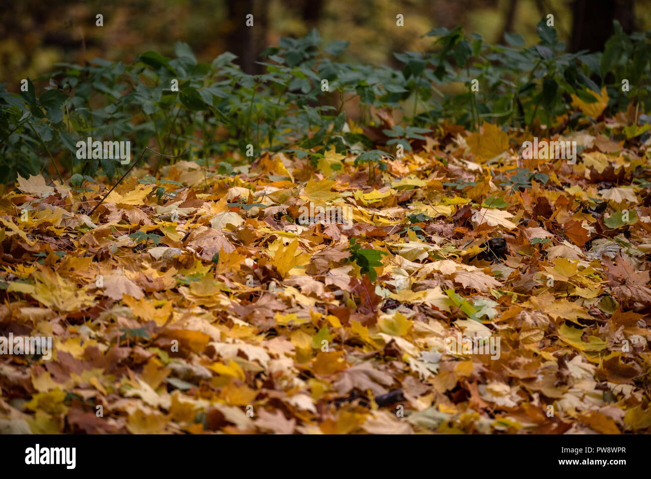 Antoine Henri Baron Jomini High Resolution Stock Photography and Images ...