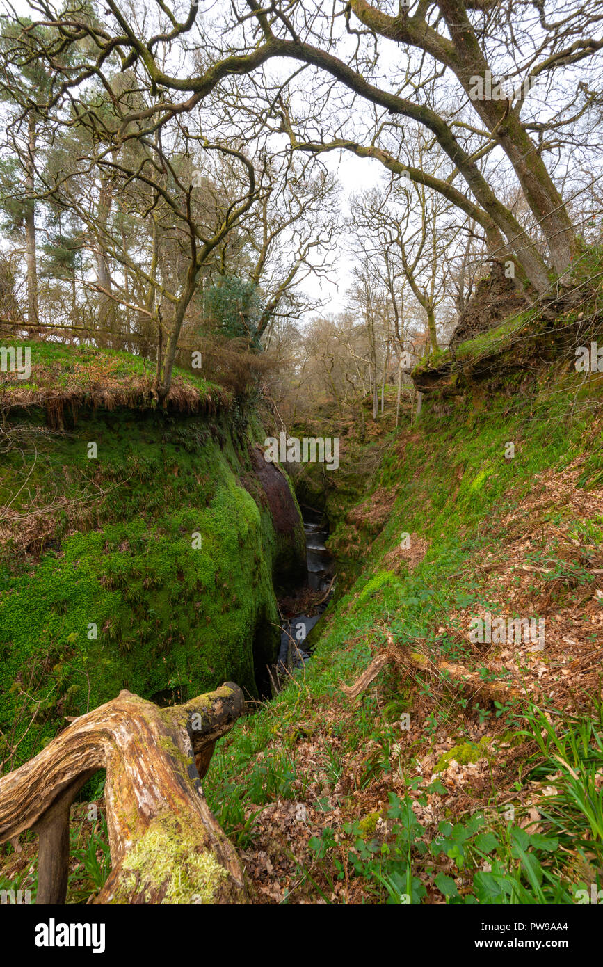 Blood red river in a green gorge. Devil's Pulpit, Finnich Glen, near ...