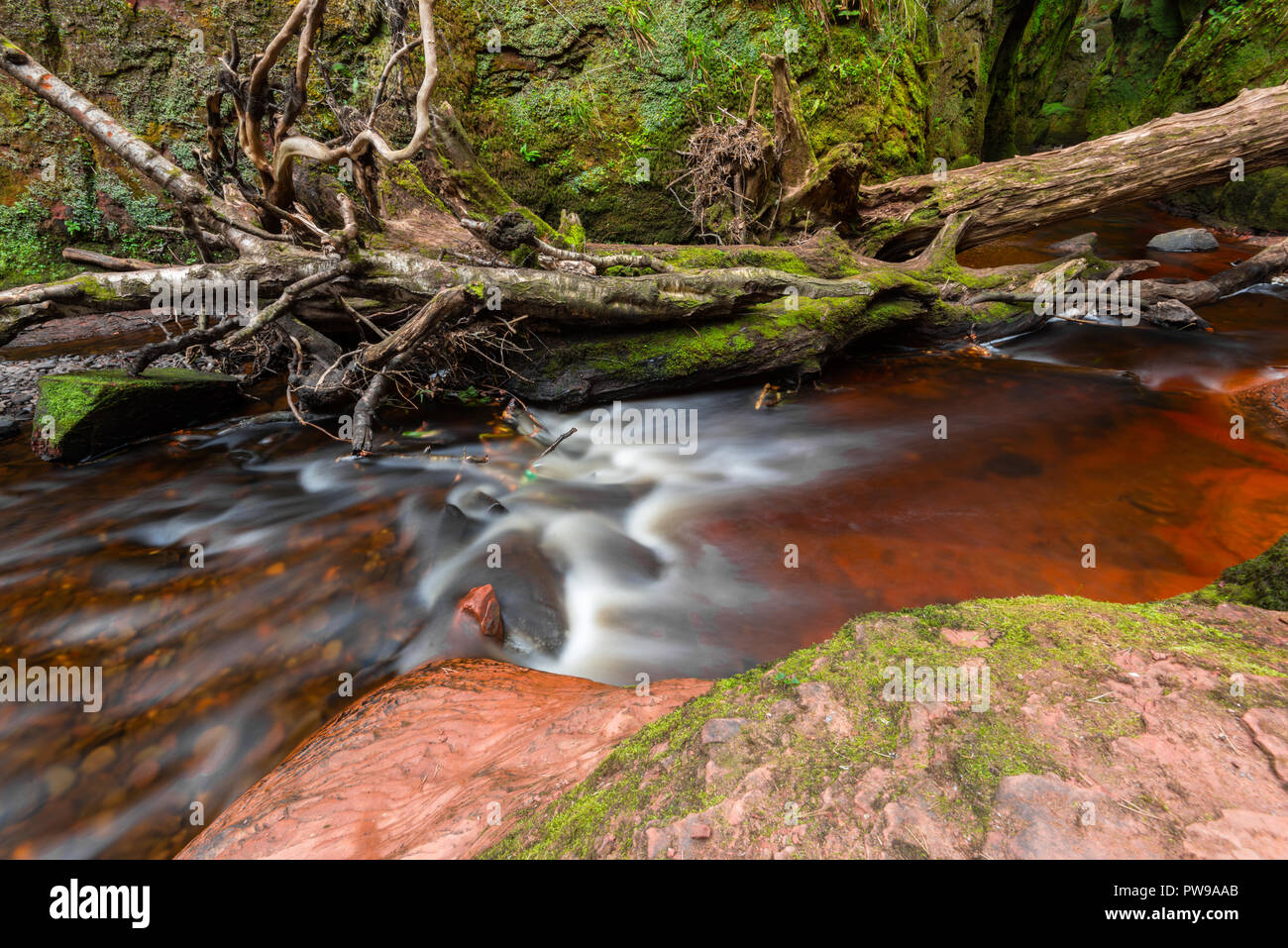 Blood red river in a green gorge. Devil's Pulpit, Finnich Glen, near ...