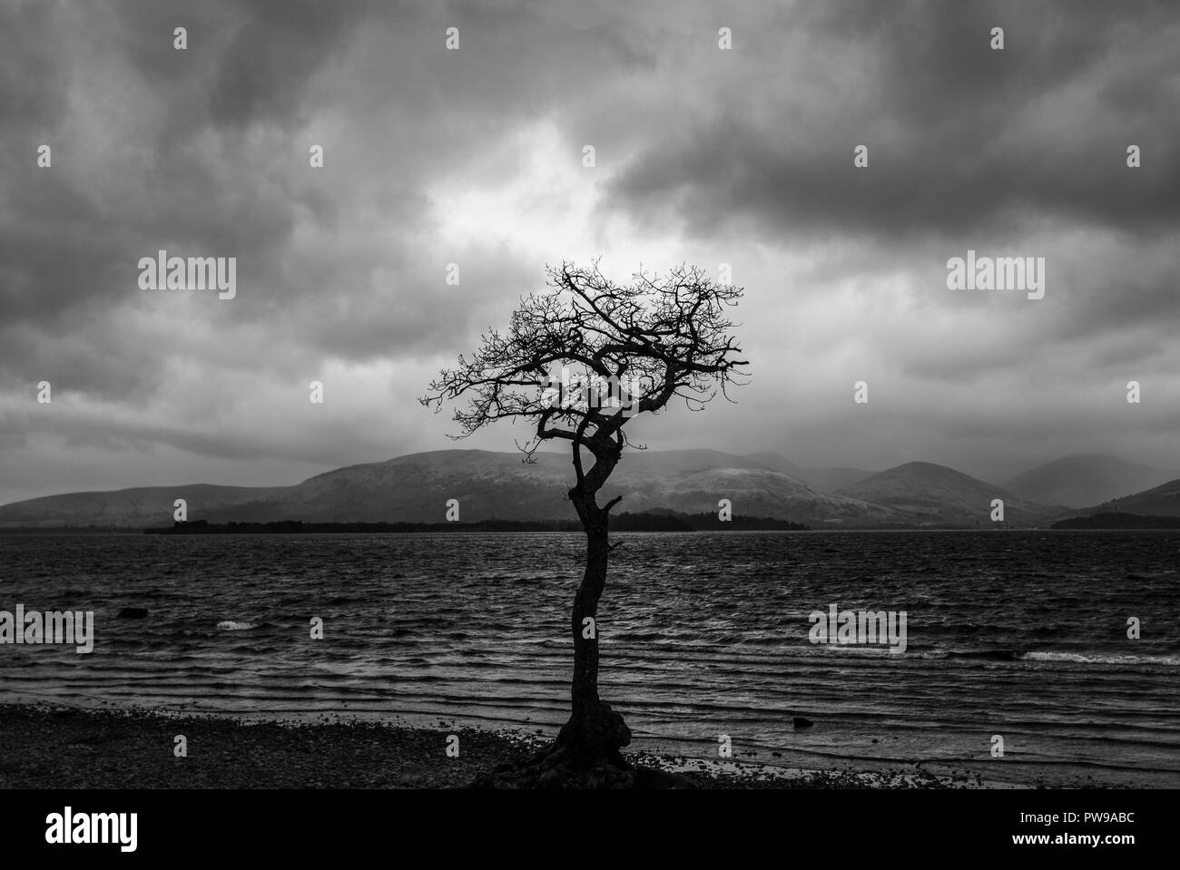 Balmaha oak tree hi-res stock photography and images - Alamy