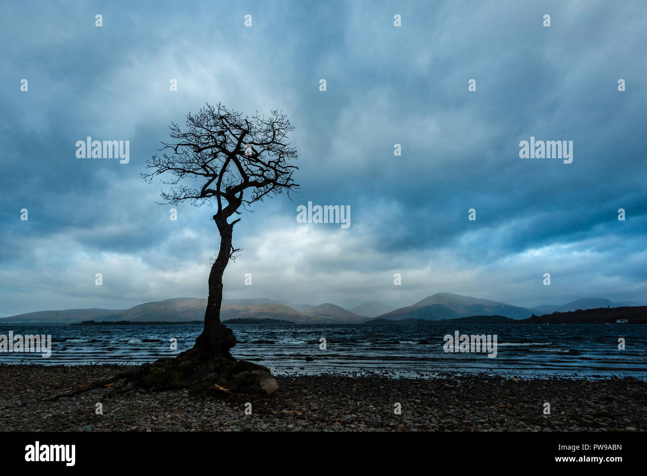 Balmaha oak tree hi-res stock photography and images - Alamy