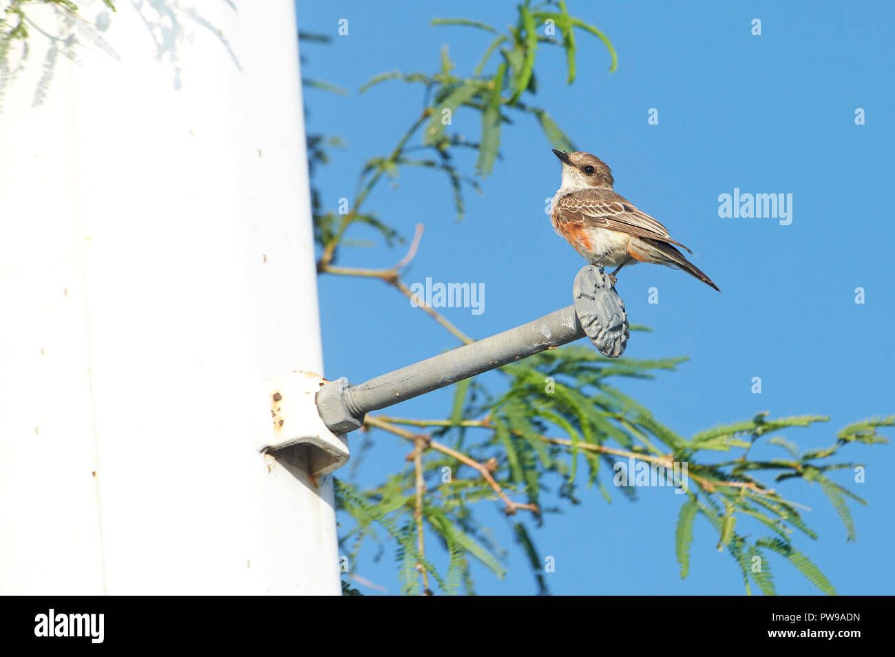 Female Vermilion Flycatcher (Pyrocephalus rubinus) perched on a post ...