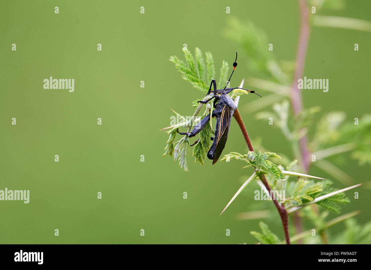 Giant Mesquite Bug (Thasus gigas) on an acacia bush, San Juan Cosala ...
