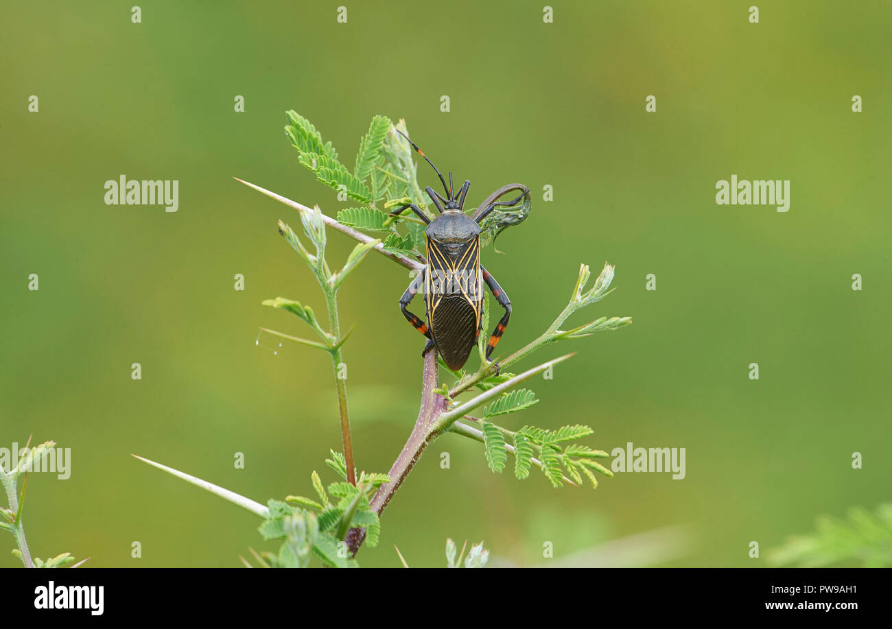 Giant Mesquite Bug (Thasus gigas) on an acacia bush, San Juan Cosala ...
