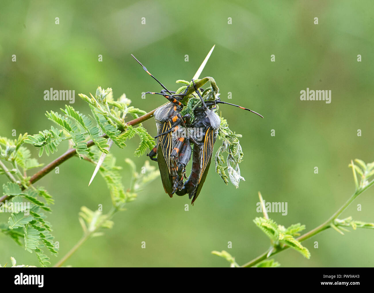 Two Giant Mesquite Bugs (Thasus gigas) mating on an acacia bush, San ...