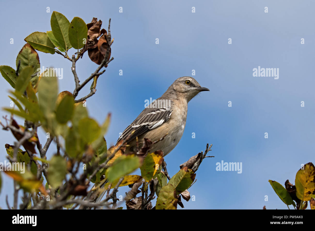Northern mockingbird on branch. It is the only mockingbird commonly ...