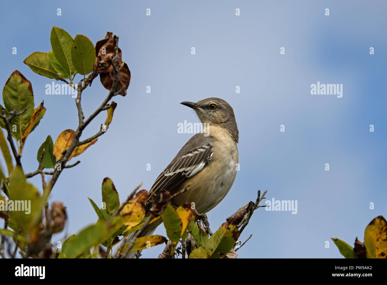 Aggressive noisy hi-res stock photography and images - Alamy
