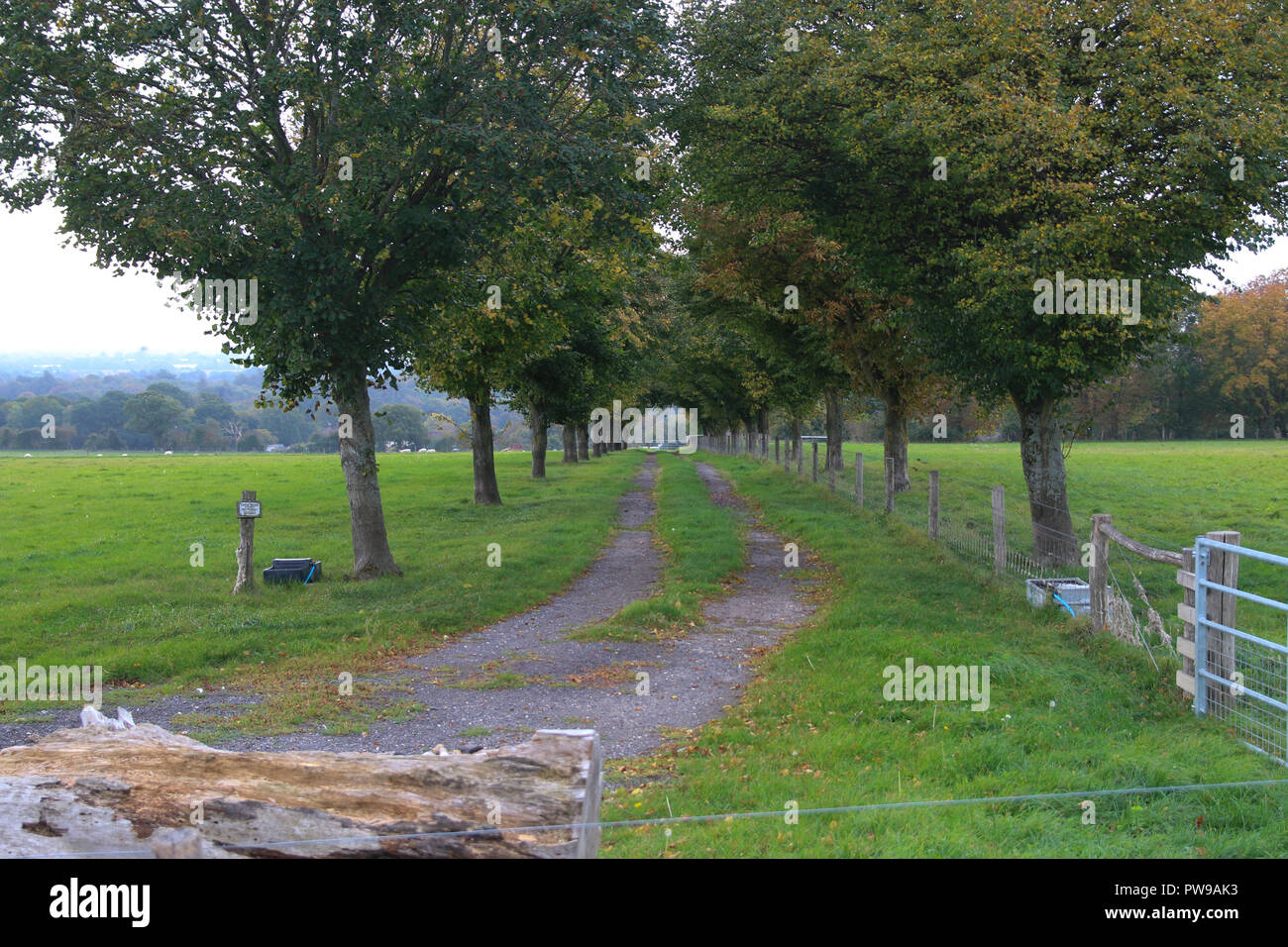 Gravel Road leading to house in a tree tunnel north of the Southdown ...