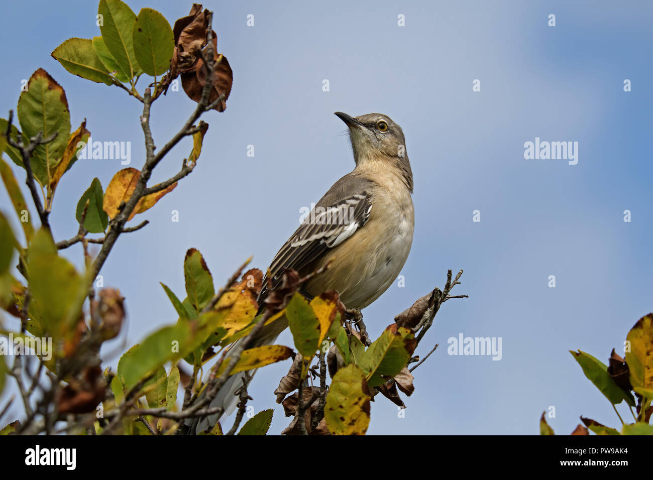 Mockingbird Singing Stock Photos & Mockingbird Singing Stock Images - Alamy