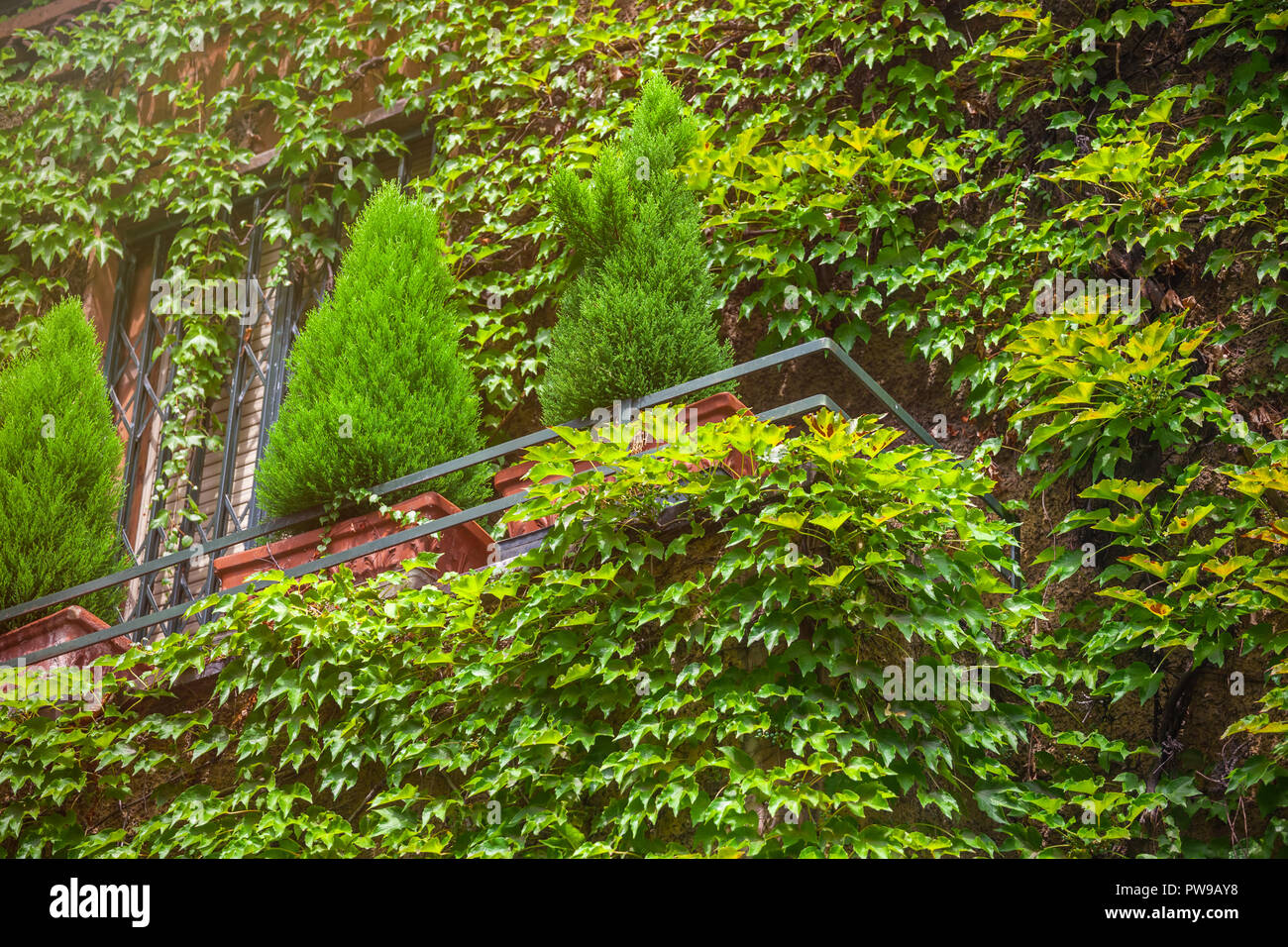 View of house facade with wall, covered by overgrown creeper plant ...