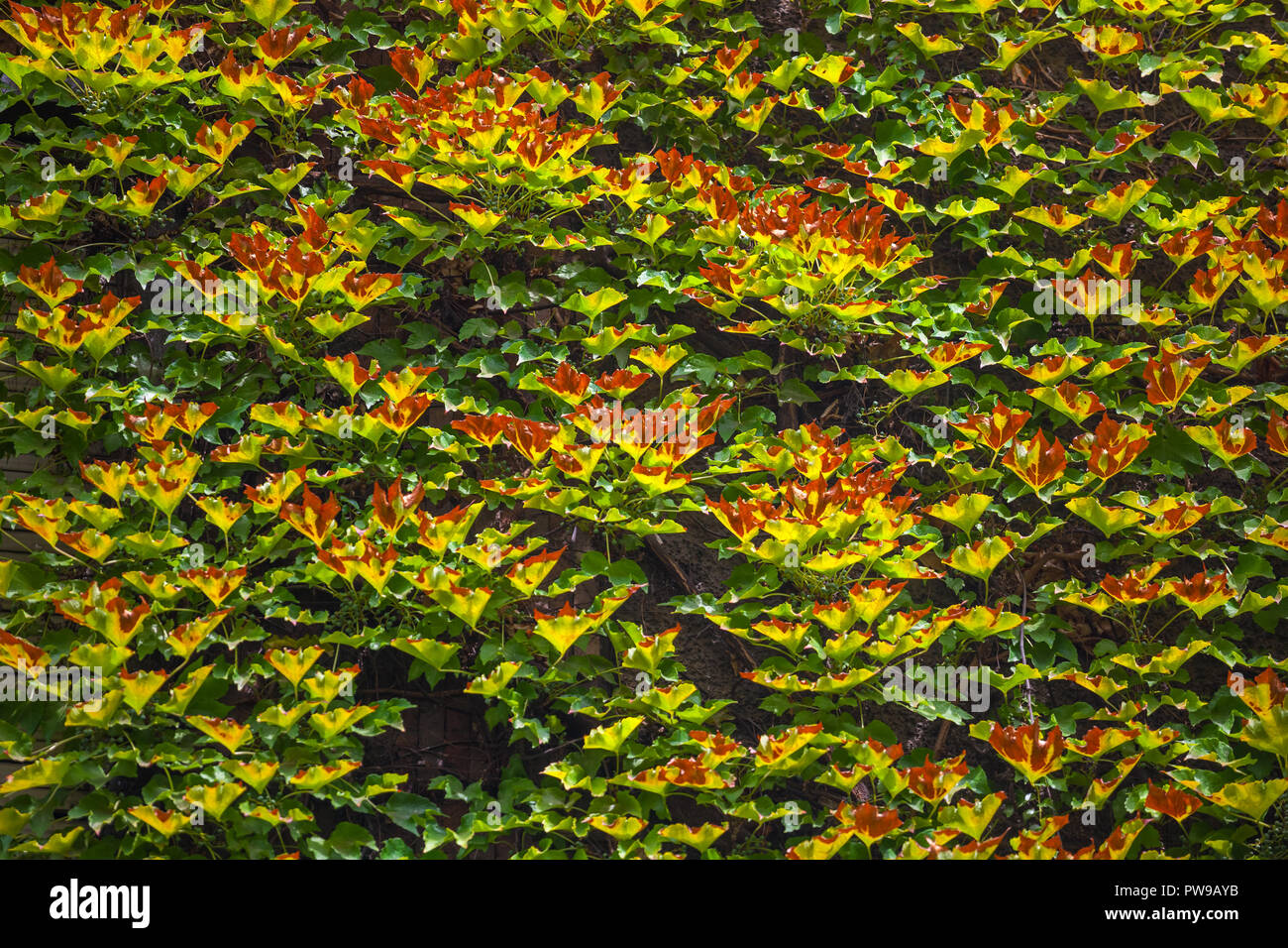 View of house facade with wall, covered by overgrown creeper plant ...