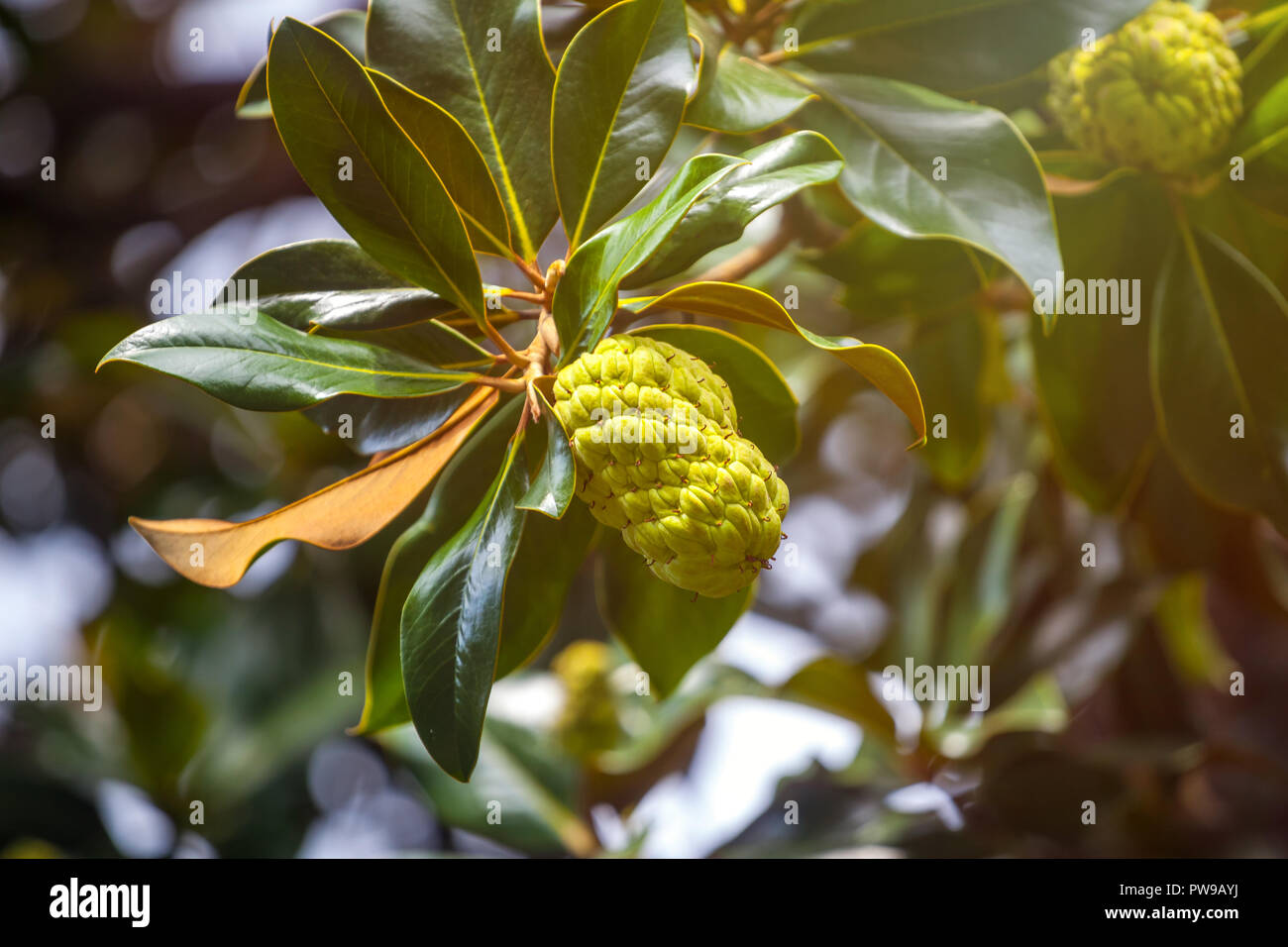The Magnolia tree exhibits seed pods, flora Stock Photo - Alamy