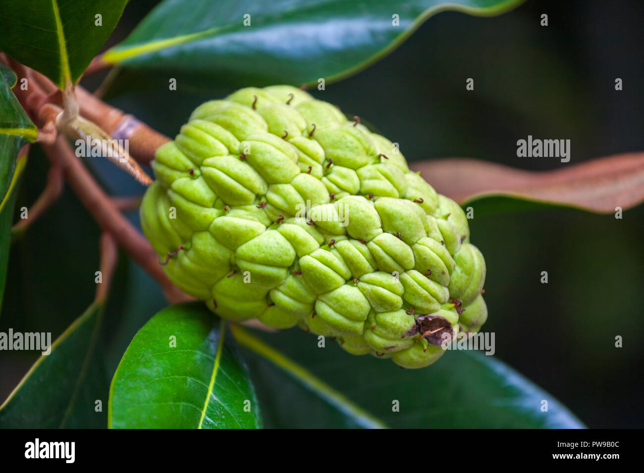 The Magnolia tree exhibits seed pods, flora Stock Photo - Alamy