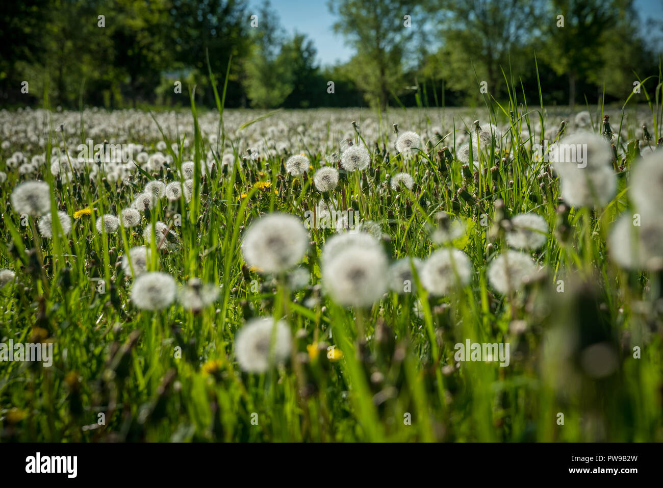 Bimbaum High Resolution Stock Photography and Images - Alamy