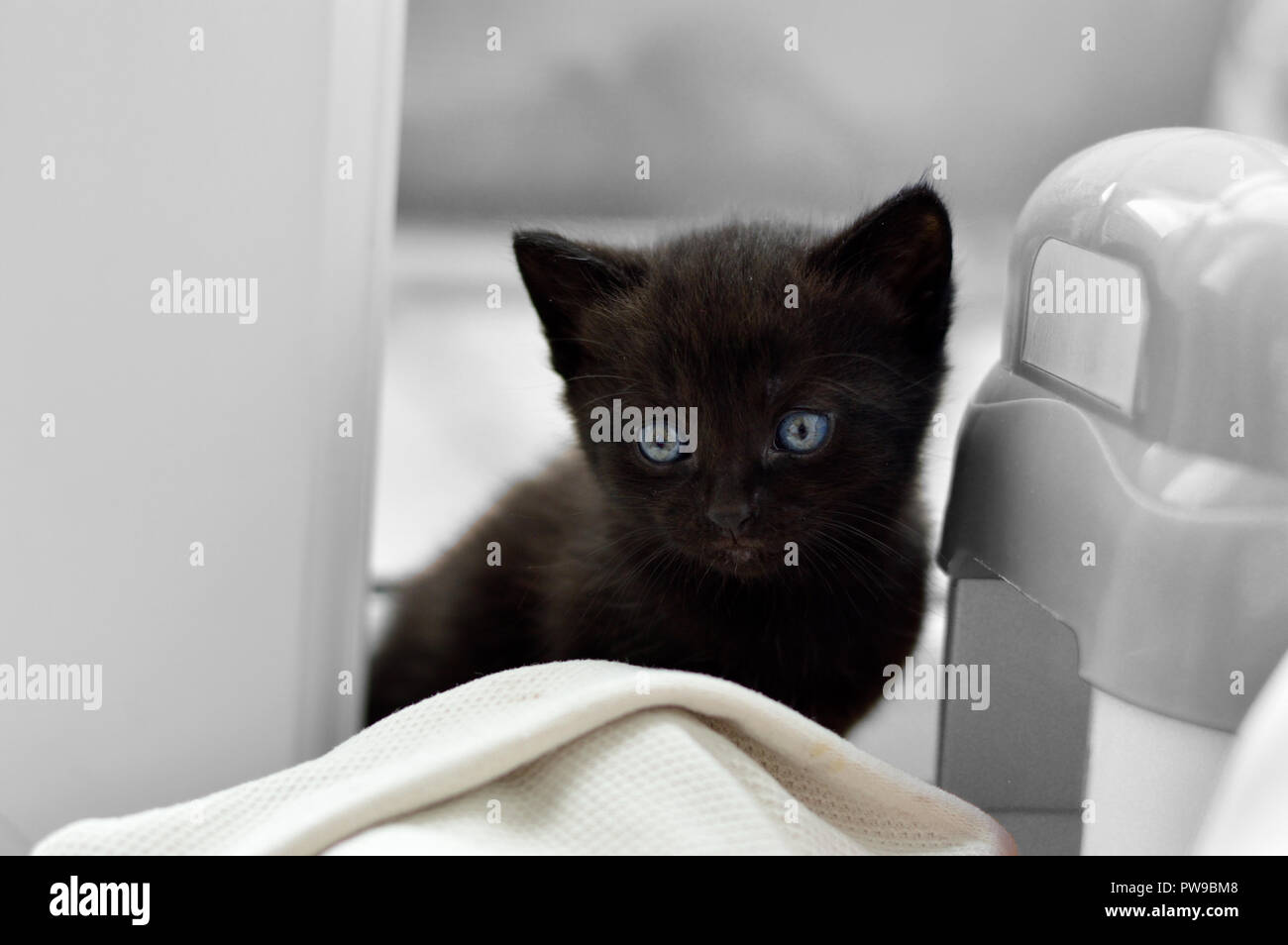 Cute and mischievous kitten Stock Photo - Alamy