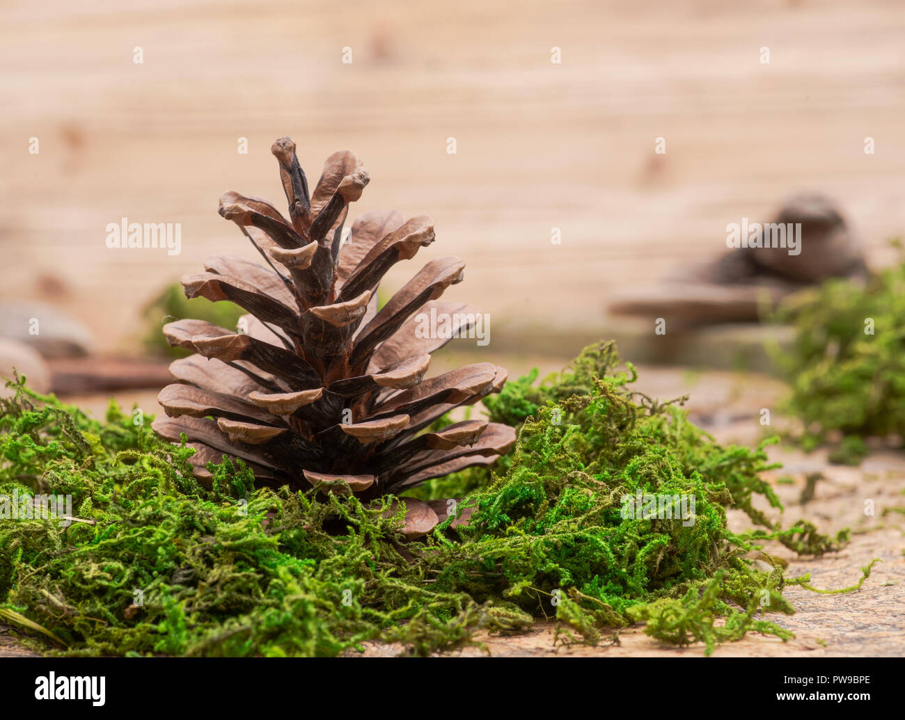 Slash Pine Cone