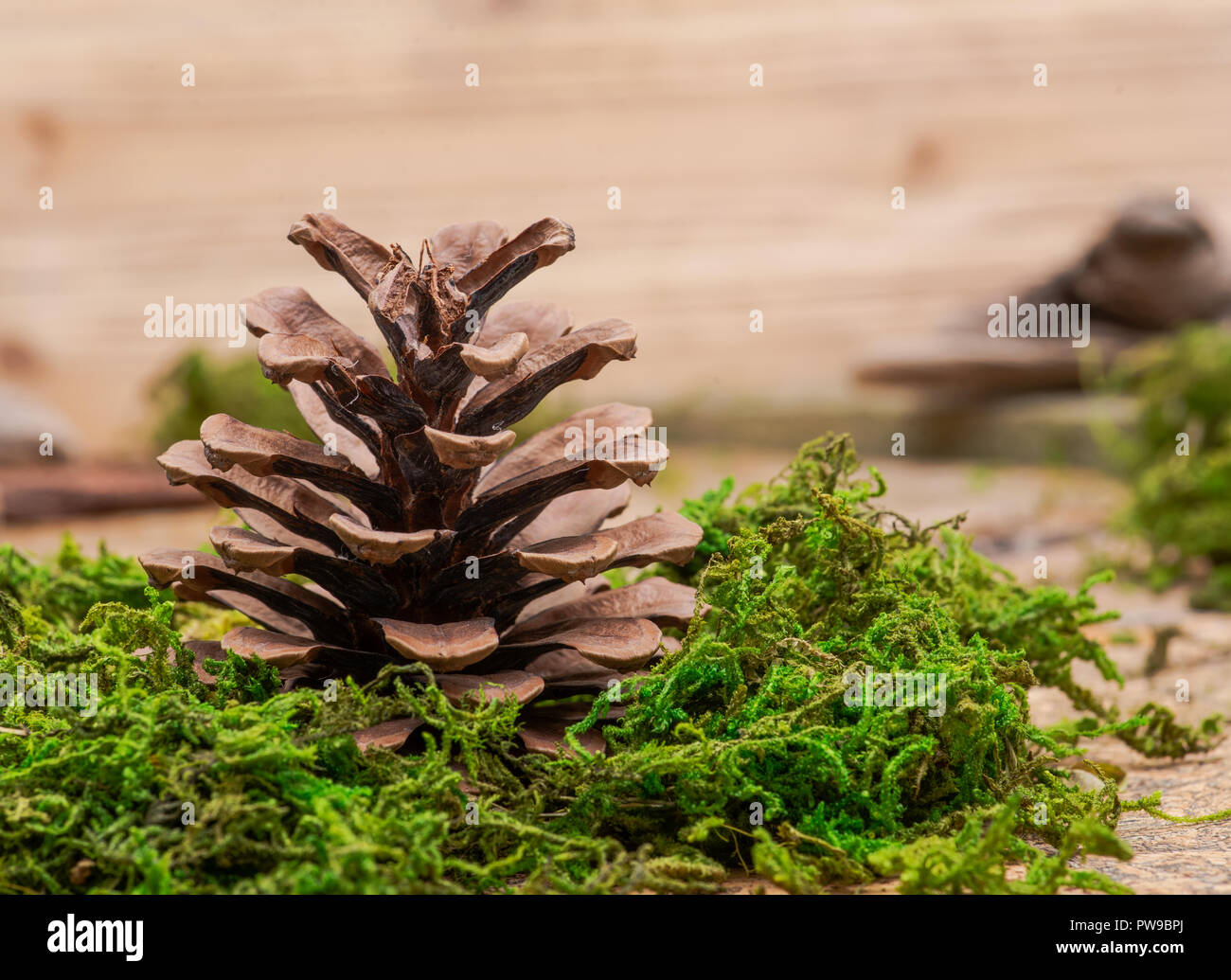 Large slash pine cone, Pinus elliottii on moss and cork background ...