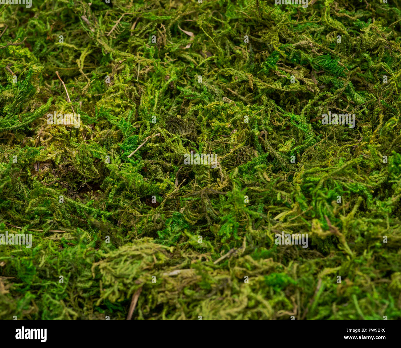 Fresh natural Green forest moss preserved like texture, background ...