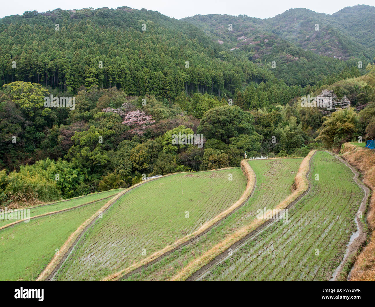 Rice fields, hillside terraces, early spring, Tonohama, Kochi, Shikoku ...