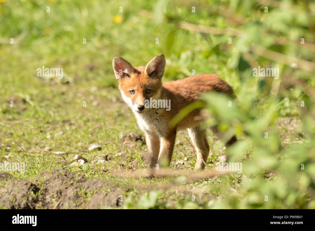 Red Fox cub on the edge of a meadow, England, UK Stock Photo - Alamy
