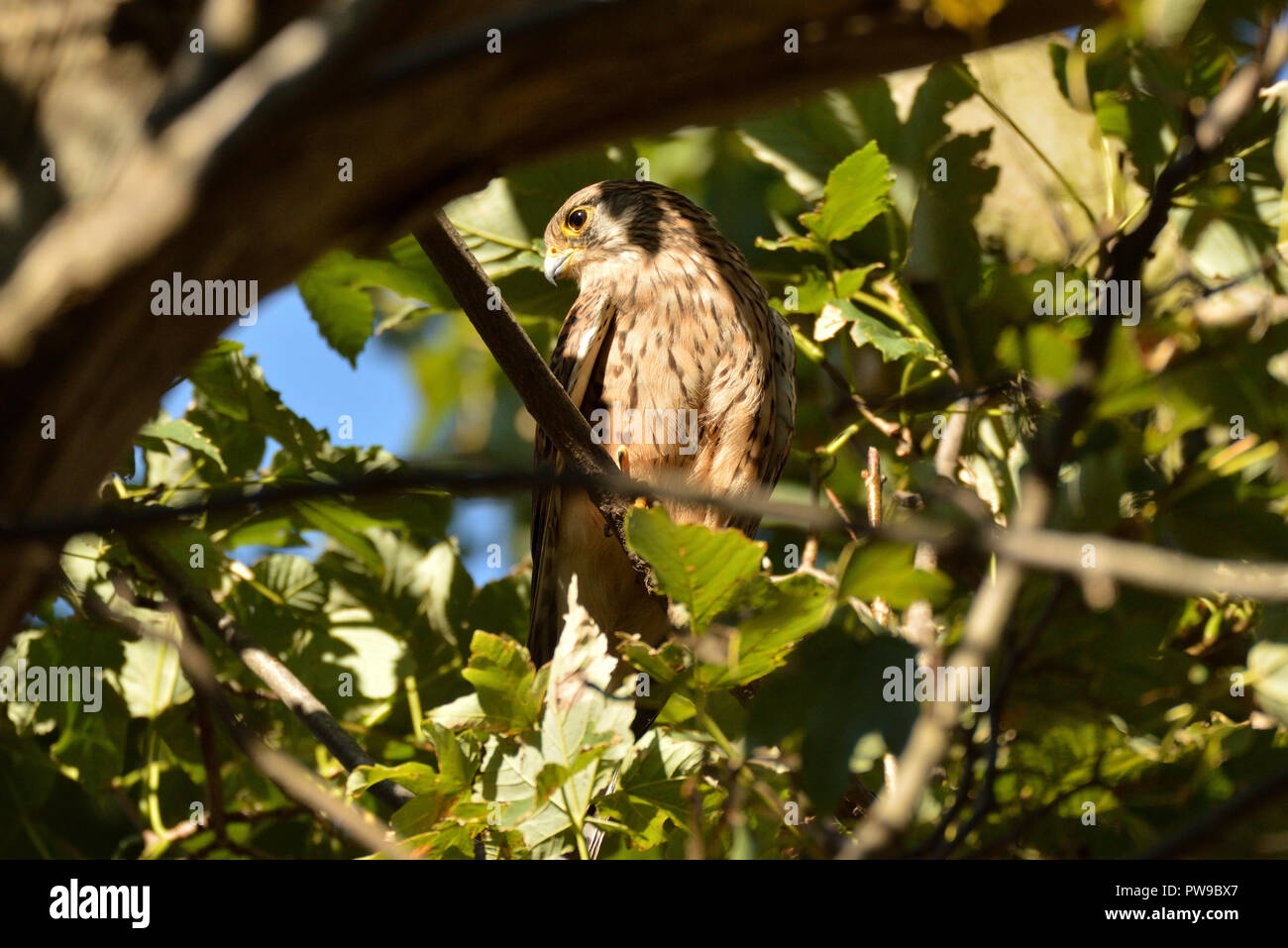 Female European Kestrel, England, UK Stock Photo - Alamy
