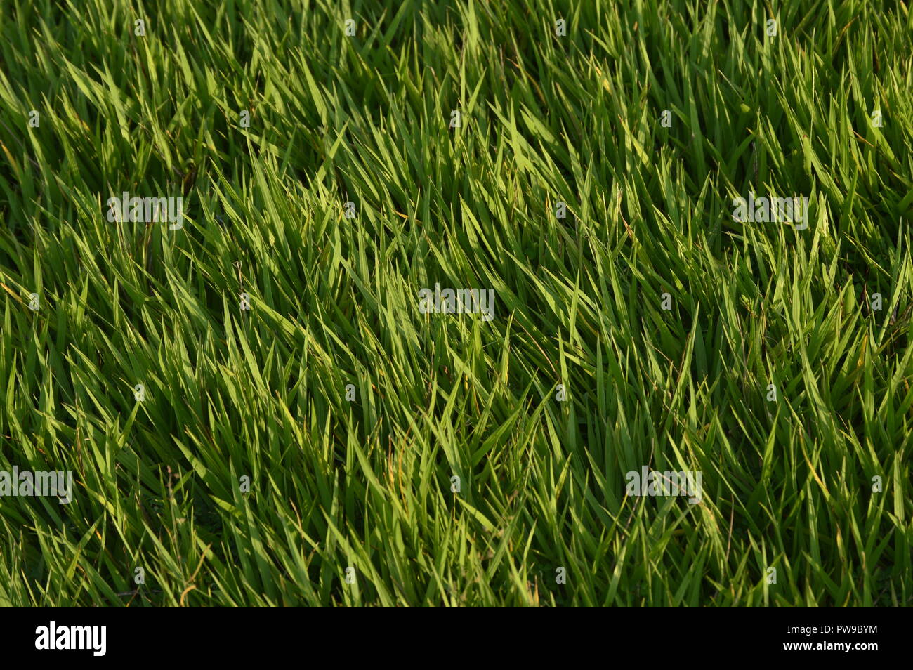 Green grass background Stock Photo - Alamy