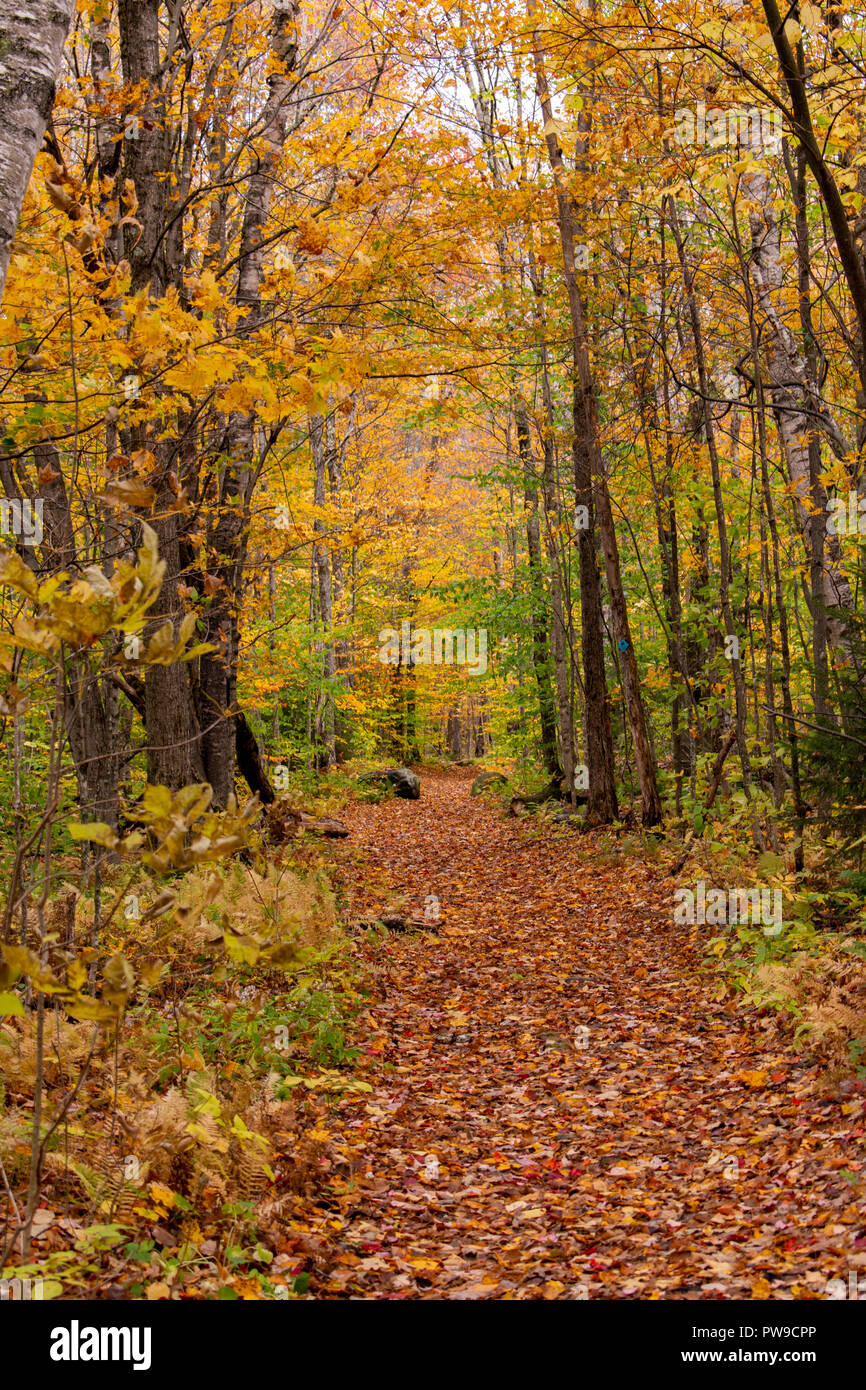 Pathway on Vermont Hiking trail in mid autumn Stock Photo - Alamy