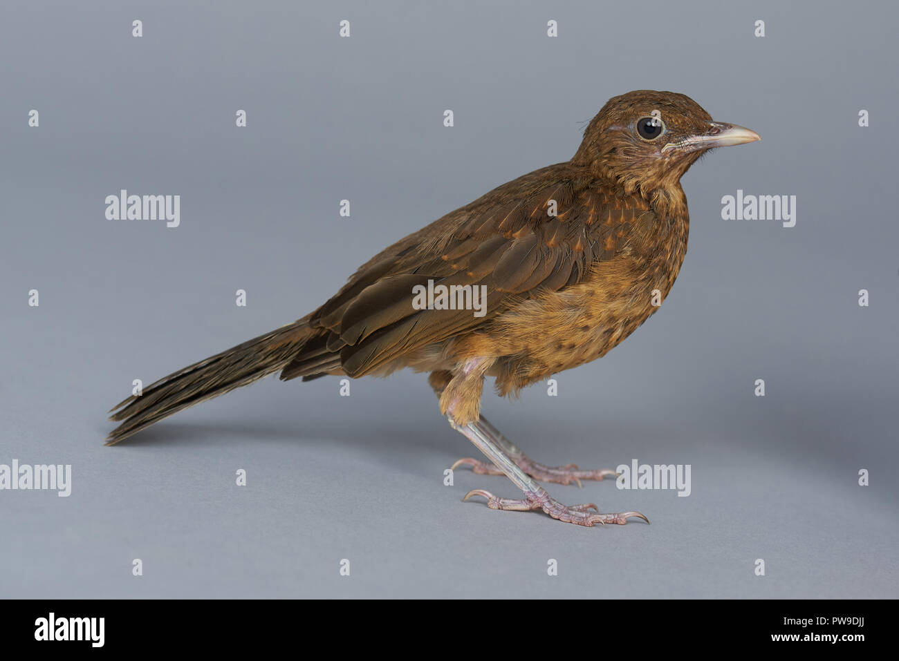 Thrush and bird hi-res stock photography and images - Alamy