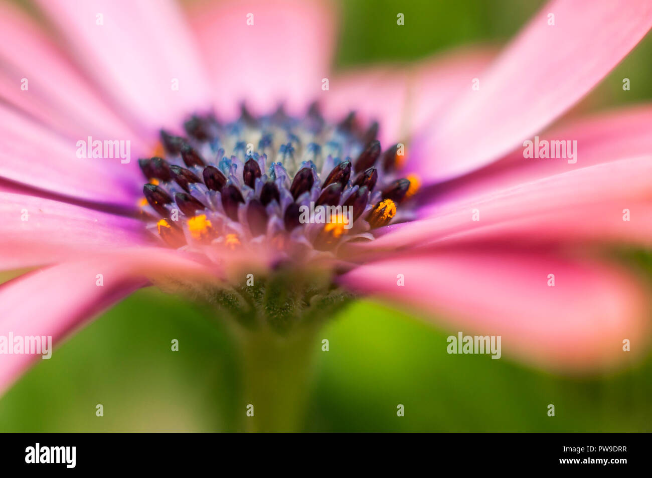 A pink african daisy Stock Photo - Alamy