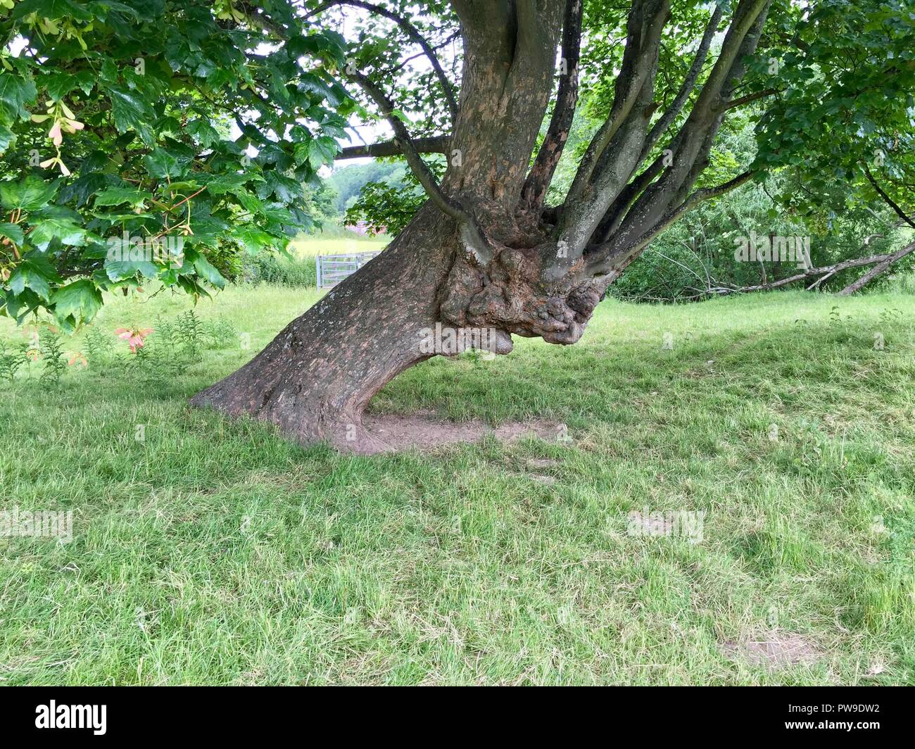Eerie tree profile that looks goblin-like, gazing into the ground as if ...