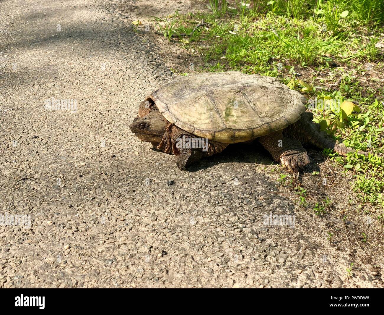 Snapping turtle beak hi-res stock photography and images - Alamy