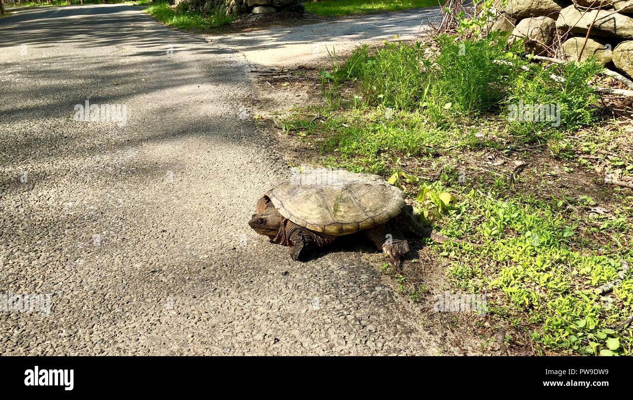 Snapping turtle beak hi-res stock photography and images - Alamy