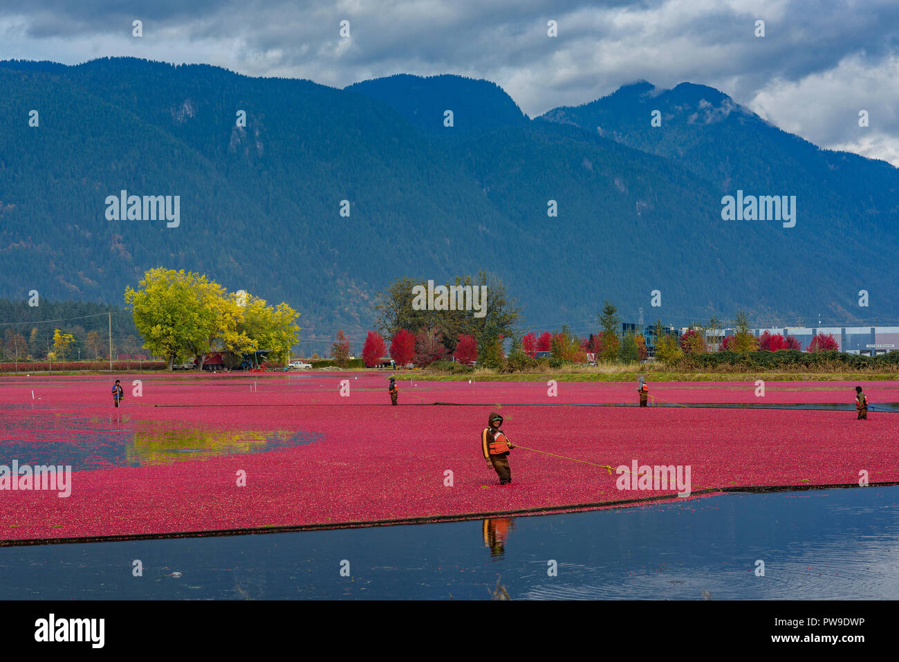 Cranberry harvesting, Flooded cranberry fields, Pitt Meadows, British ...