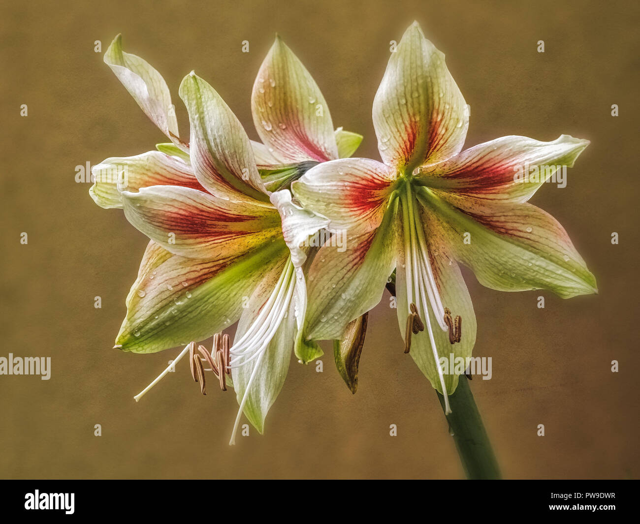 Multiple blooms of colorful Amaryllis Stock Photo - Alamy