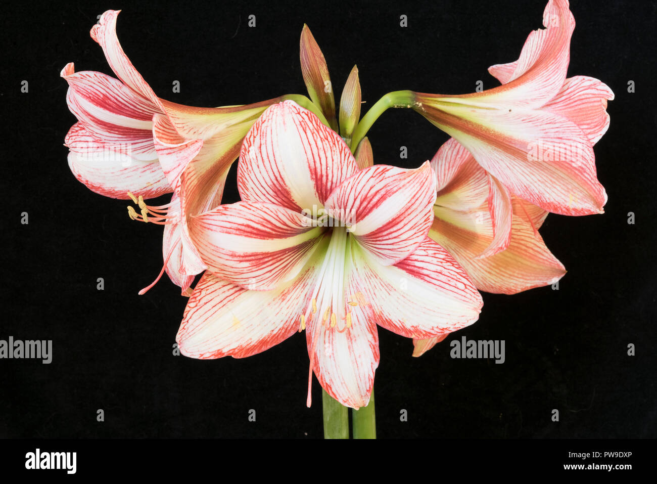 Multiple pink blooms of Amaryllis bulb Stock Photo - Alamy