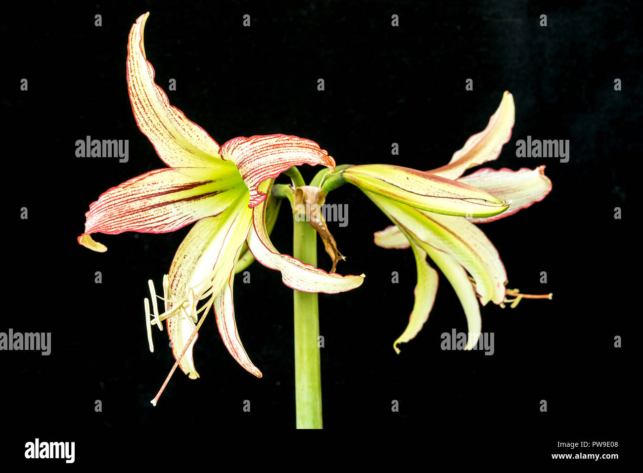 Many blooms on a single stalk of evergreen Cybister Amaryllis Stock ...